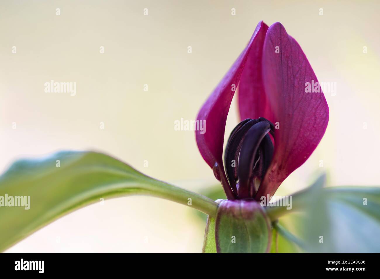Petals on a flowering toadshade seen close up. Toadshade is a type of ...