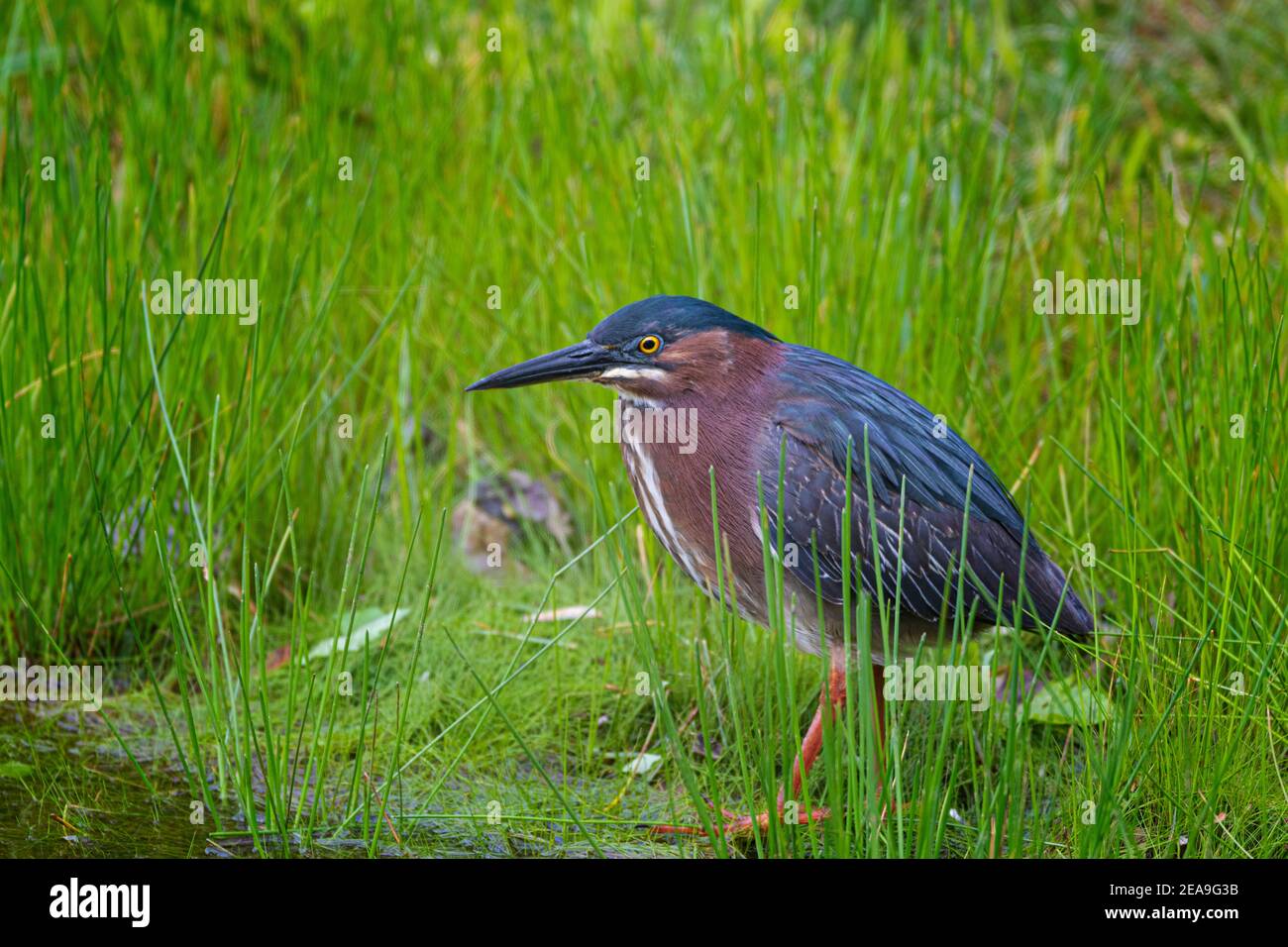 Shikepoke hi-res stock photography and images - Alamy