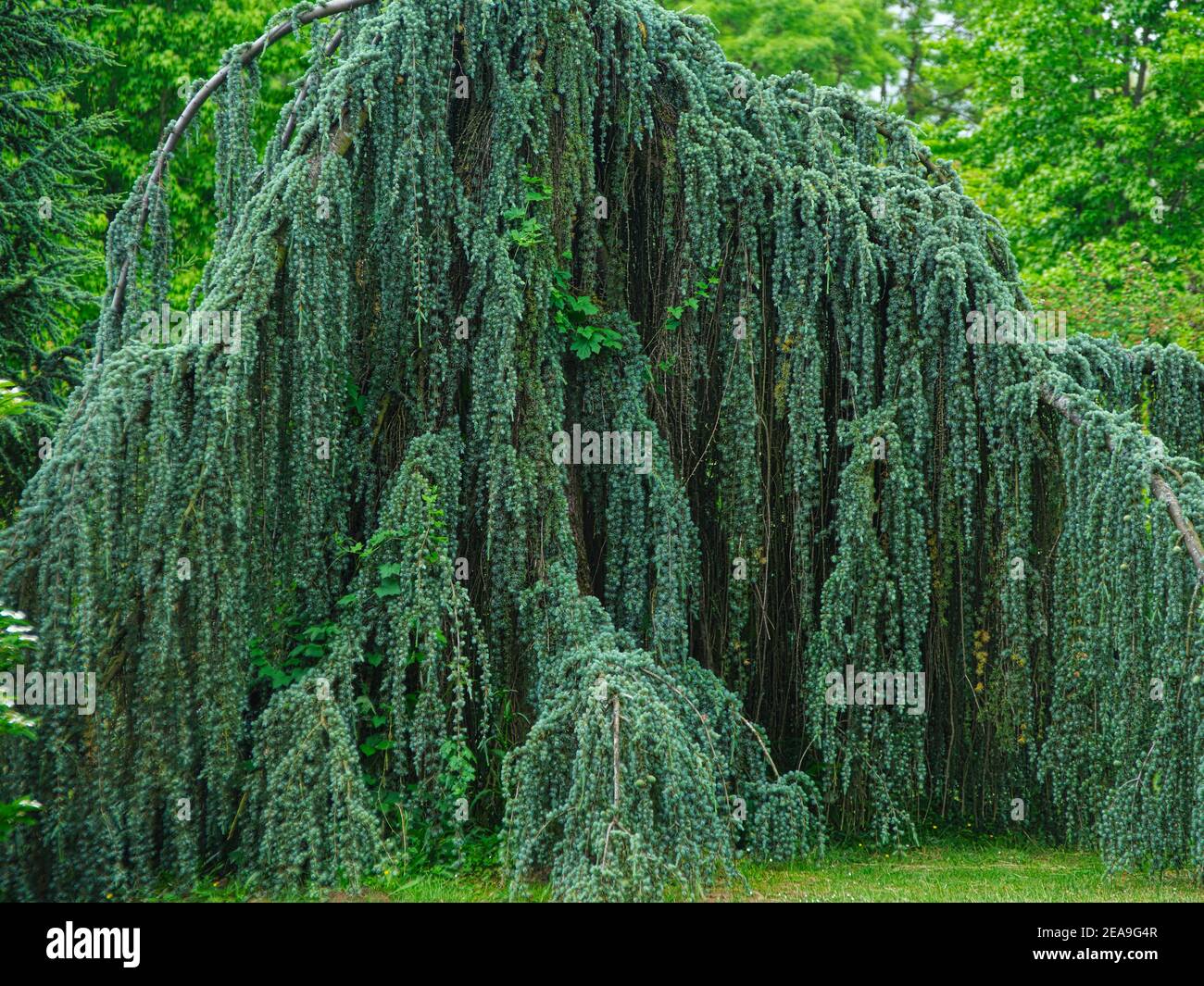 Cedar nobody plants tree hi-res stock photography and images - Alamy