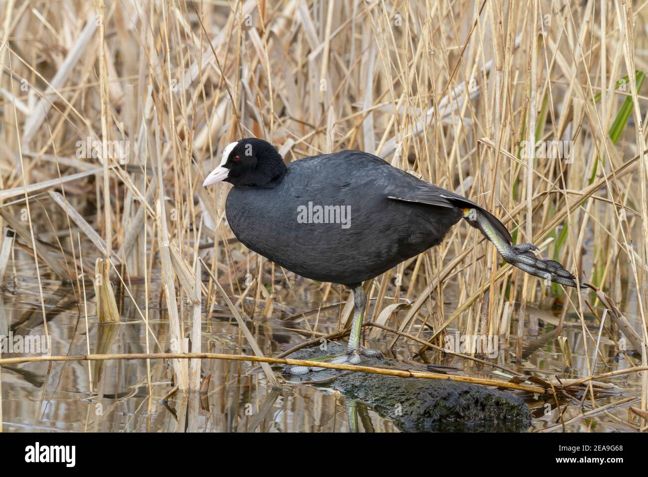 Eurasian coot, Fulica atra, adult preening in reed bed, Norfolk ...