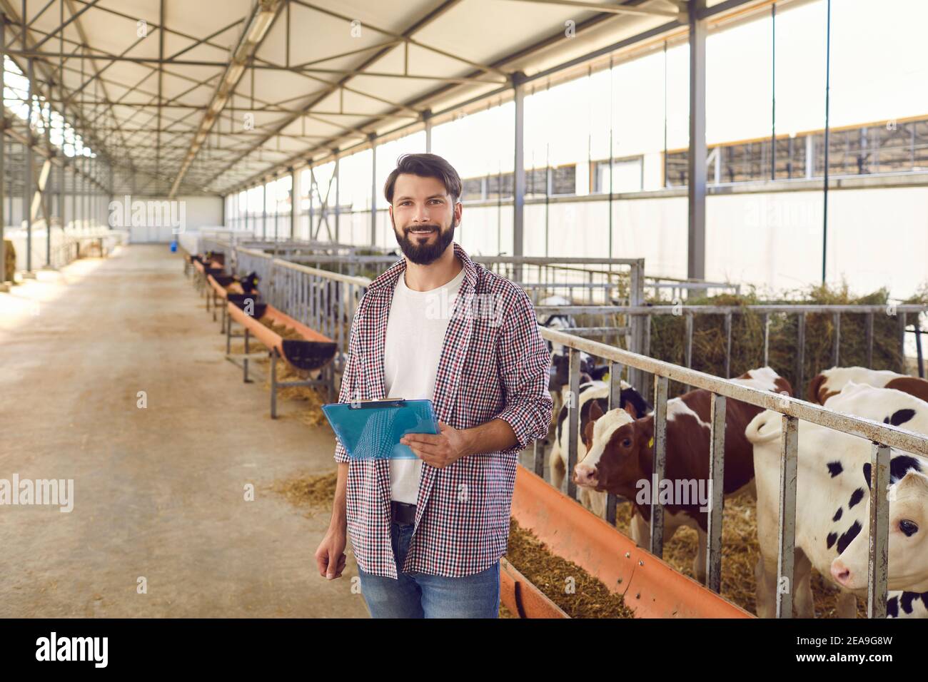 Farm owner with a clipboard in his hands standing in a long cowshed ...