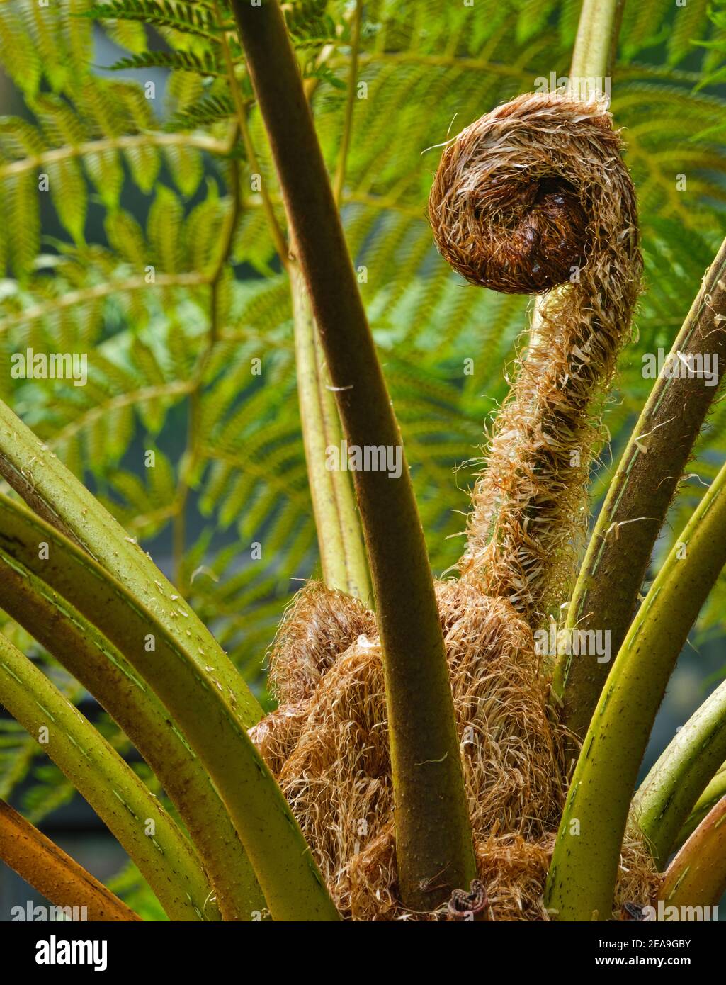Opening garden fern hi-res stock photography and images - Alamy