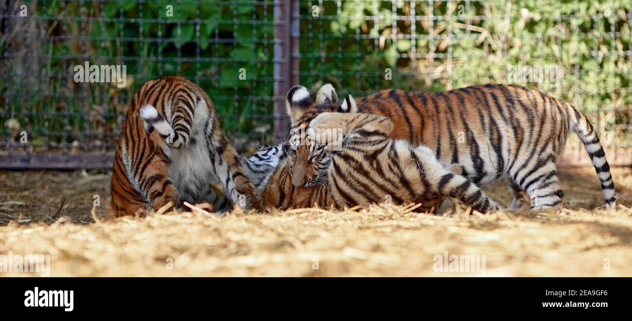 Little tiger cubs playing. young Tiger Stock Photo - Alamy
