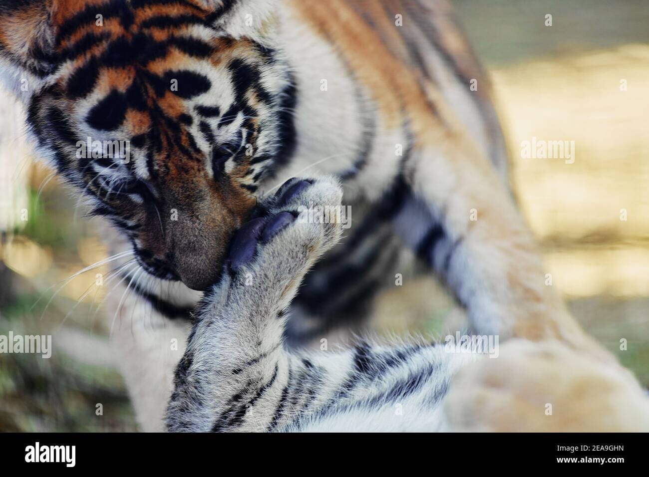 Little tiger cub playing. young Tiger Stock Photo - Alamy