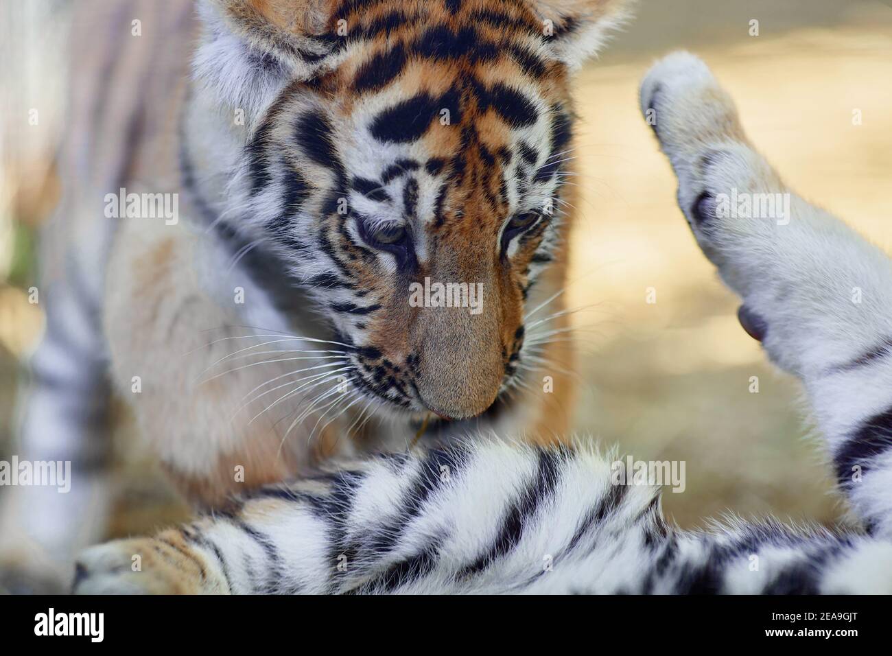 Little tiger cub playing. young Tiger Stock Photo - Alamy