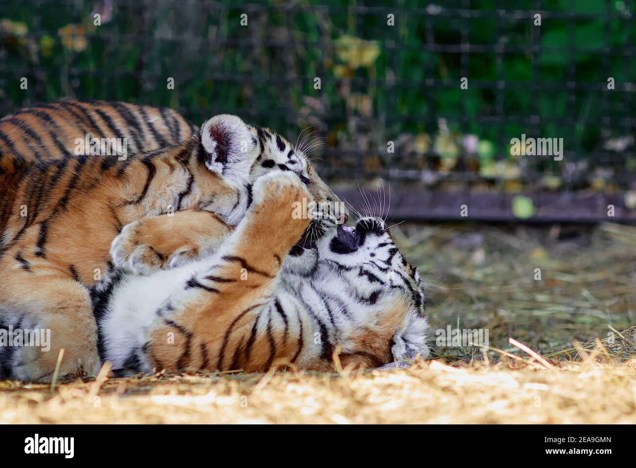 Little tiger cubs playing. young Tiger Stock Photo - Alamy