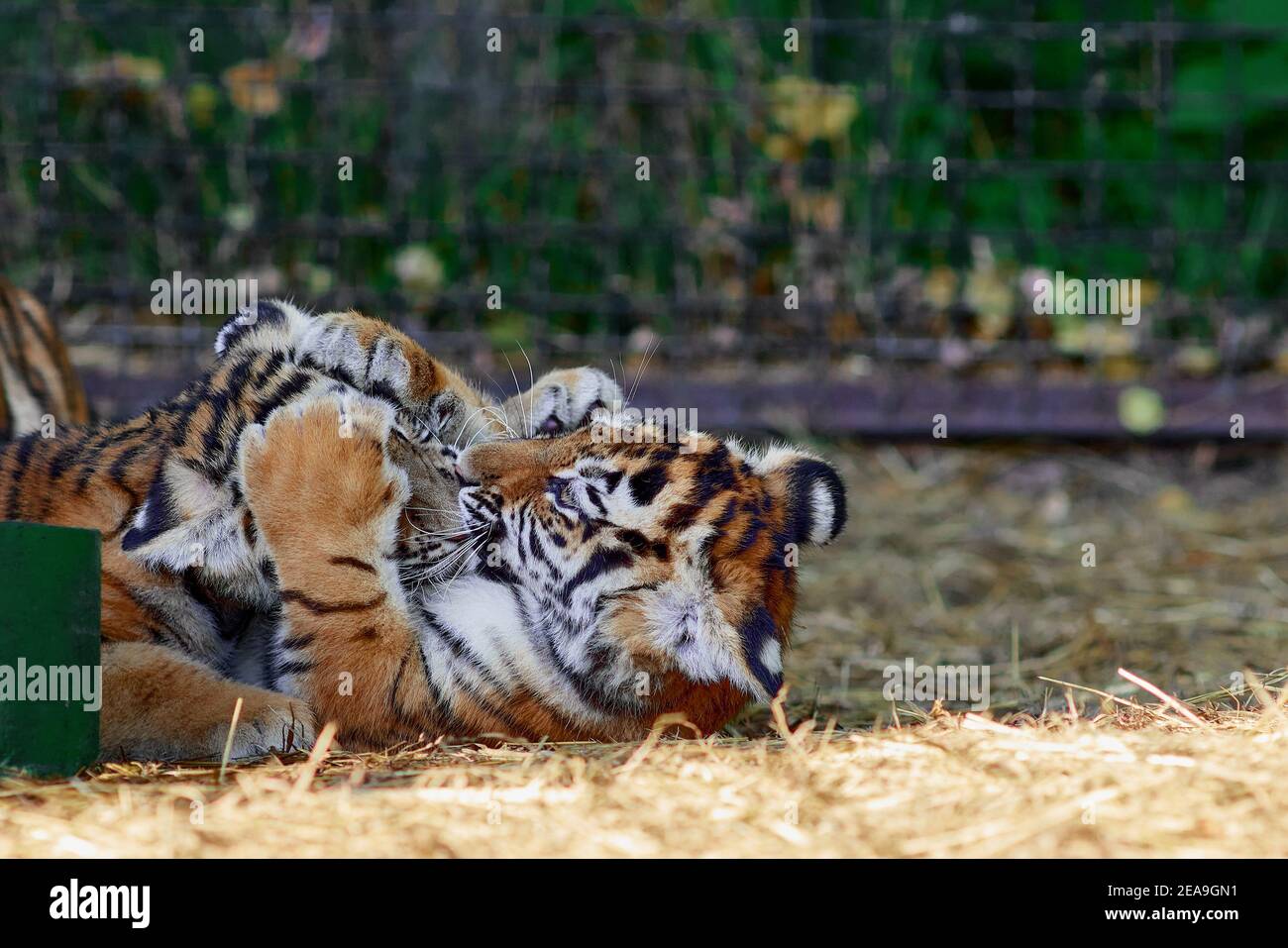 Little tiger cubs playing. young Tiger Stock Photo - Alamy