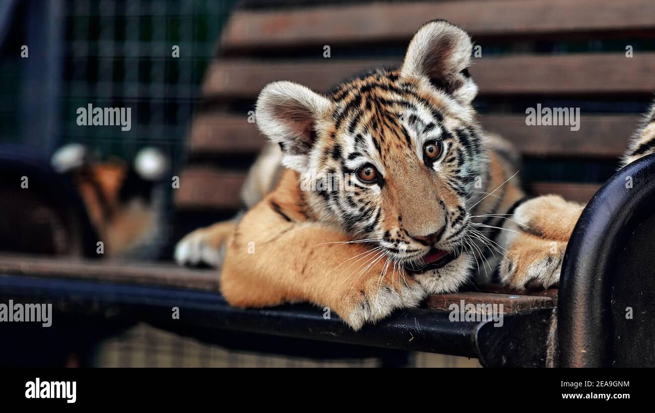 Little tiger cubs playing. young Tiger Stock Photo - Alamy