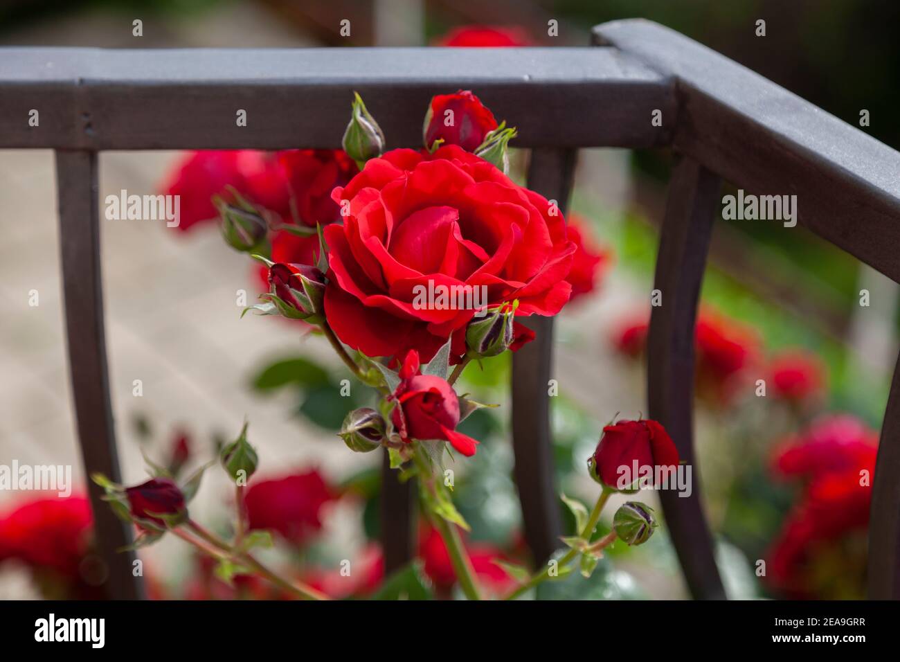 Red rose grows on a balcony with a metal fence Stock Photo - Alamy