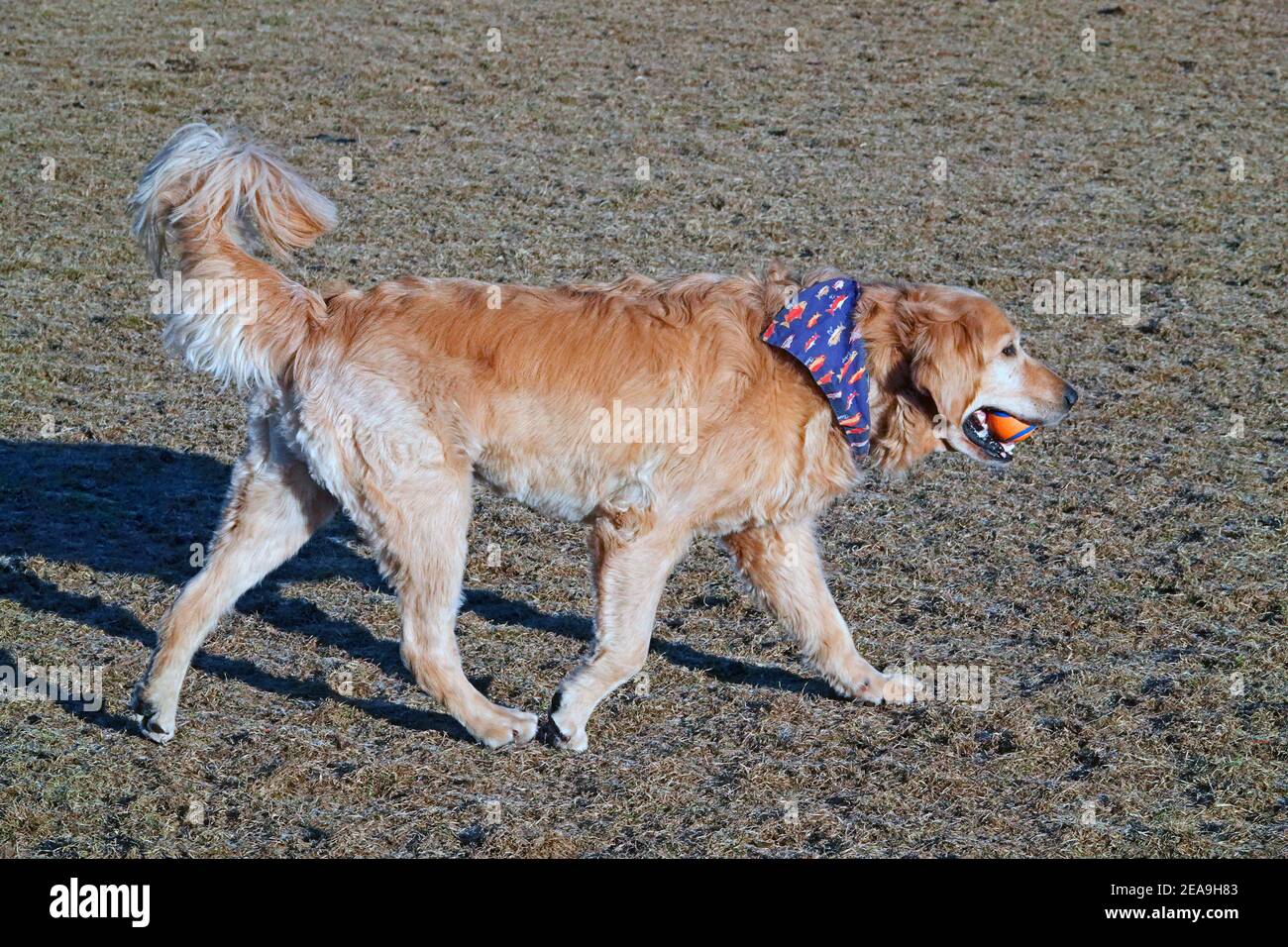 Dogs Chasing Ball High Resolution Stock Photography and Images - Alamy