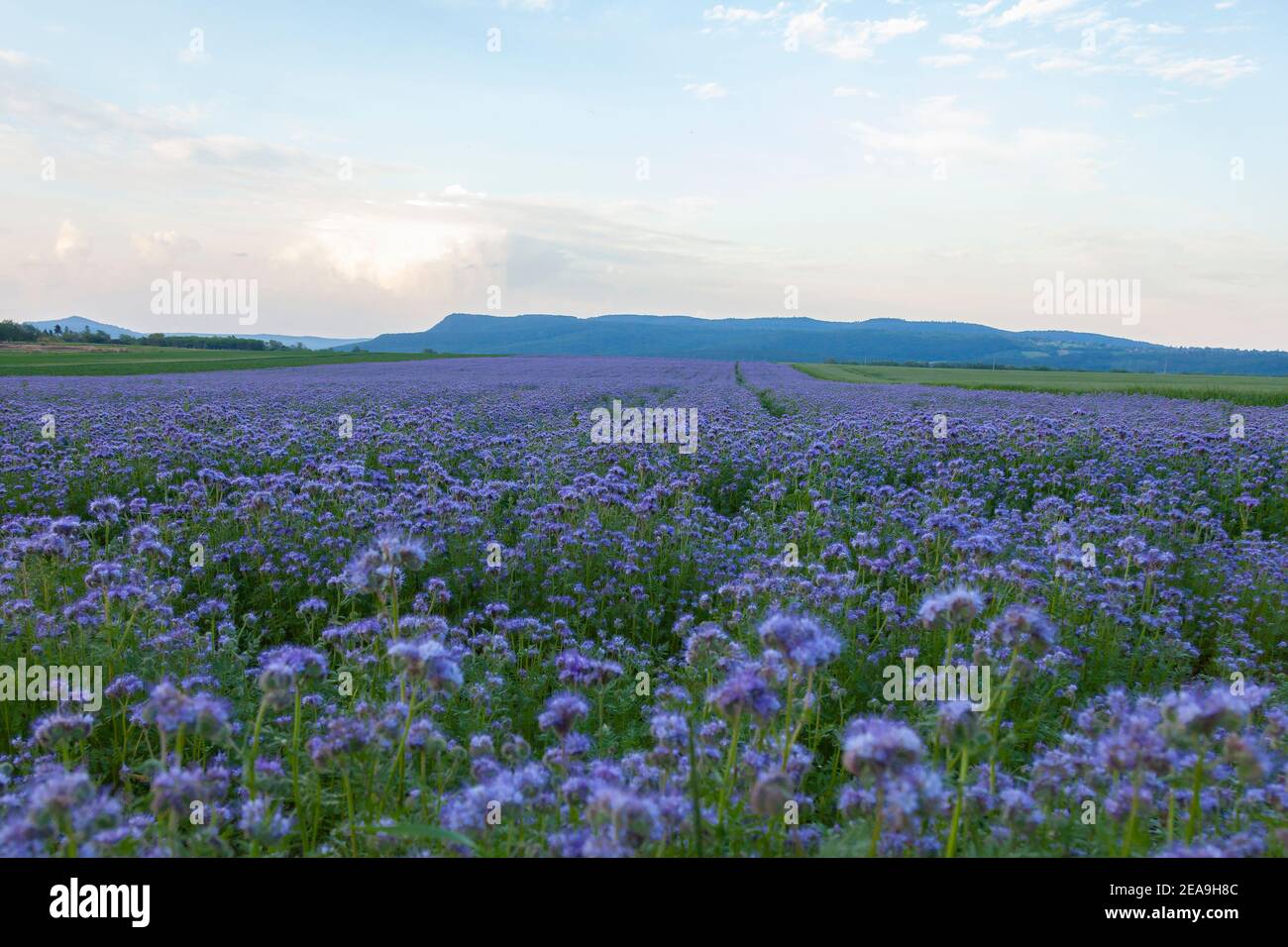 Scenic field with blue flowers Stock Photo - Alamy