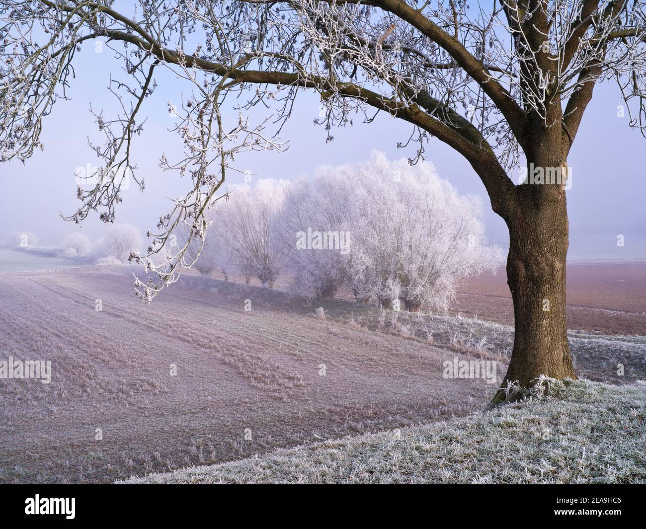 Pollarded willows and field maple hi-res stock photography and images ...