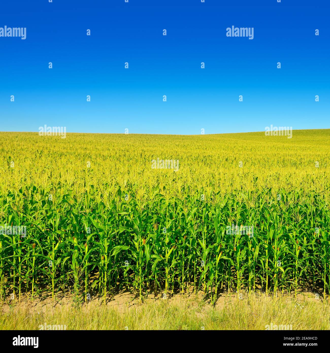 Sweetcorn cultivation hi-res stock photography and images - Alamy