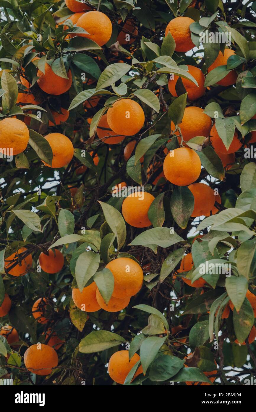 Seville oranges on street hi-res stock photography and images - Alamy