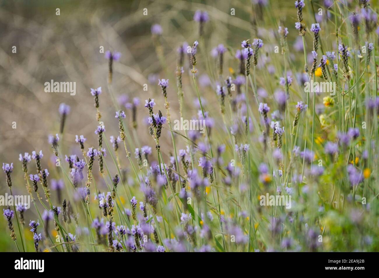 Lavandula multifida, fernleaf lavender or Egyptian lavender ...