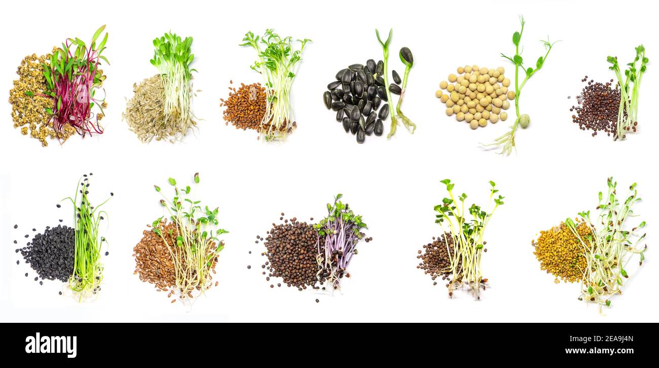 Collage microgreens growing on hi-res stock photography and images - Alamy