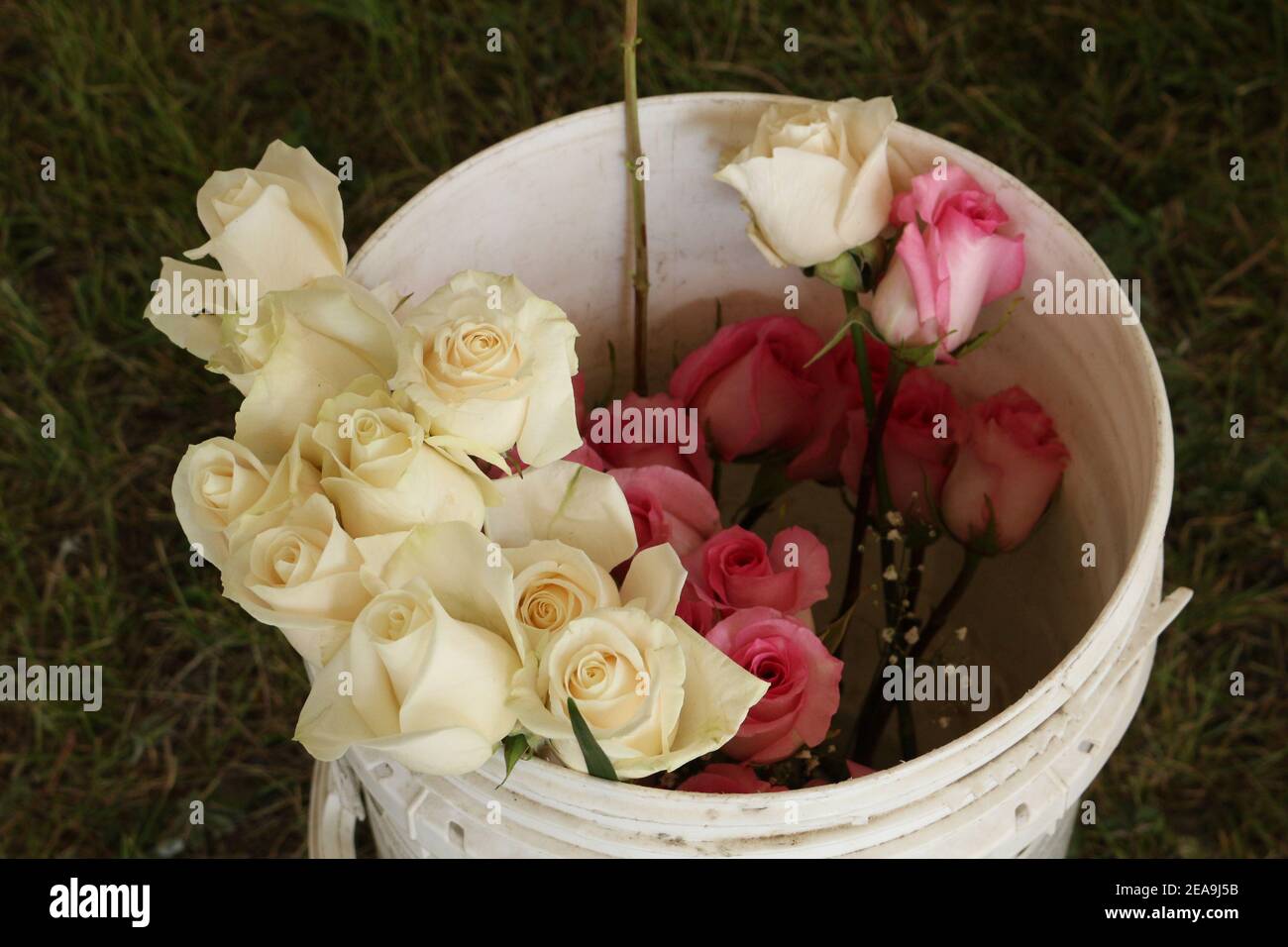 Wedding roses hi-res stock photography and images - Alamy