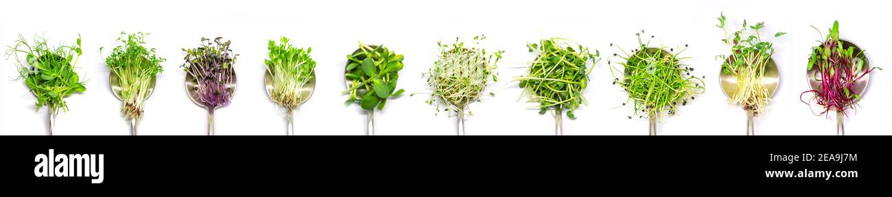 Collage of different microgreens on a white background. Selective focus ...