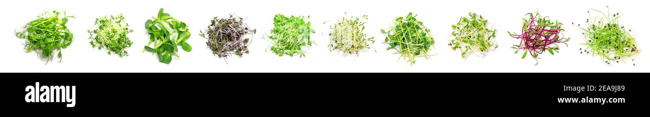 Selective focus young leaves Cut Out Stock Images & Pictures - Alamy