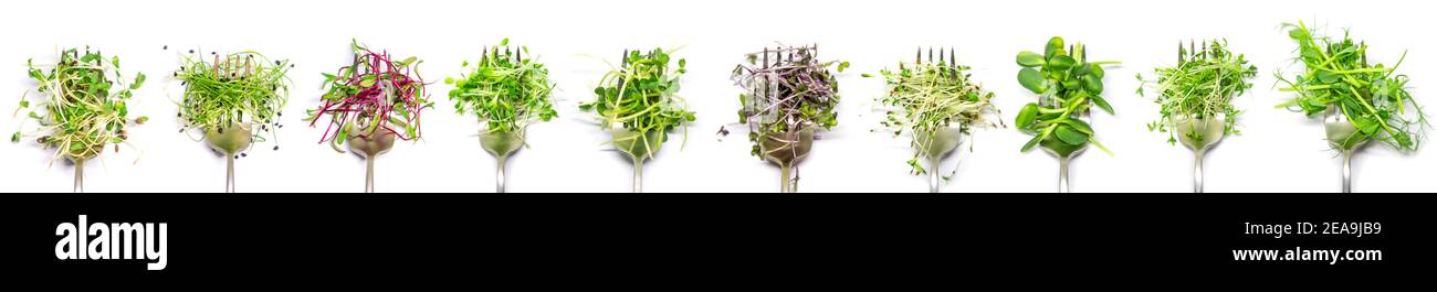 Collage of different microgreens on a white background. Selective focus ...