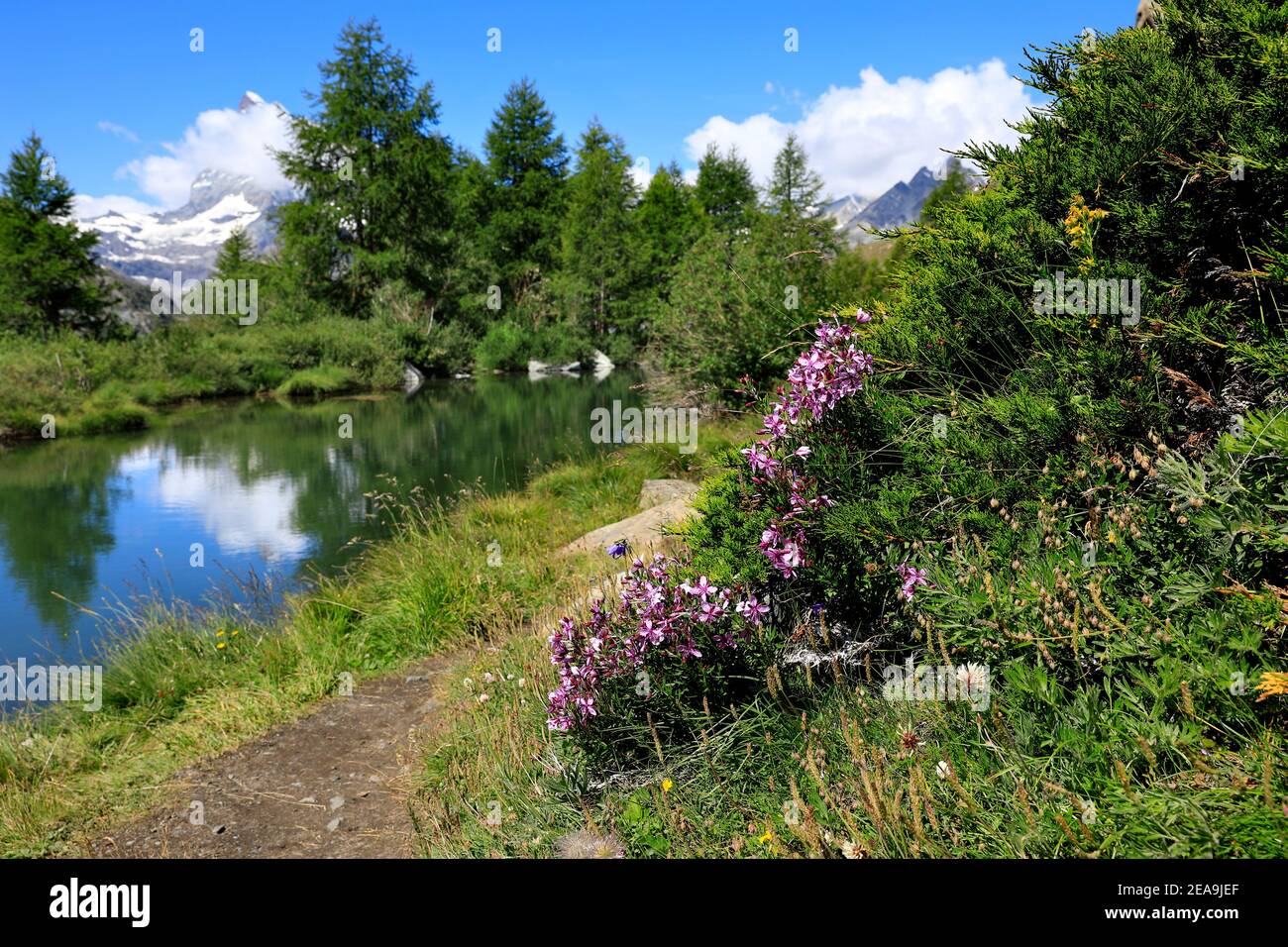 Beautiful alpine flowers at Lake Grindjisee in the swiss alps, Zermatt ...