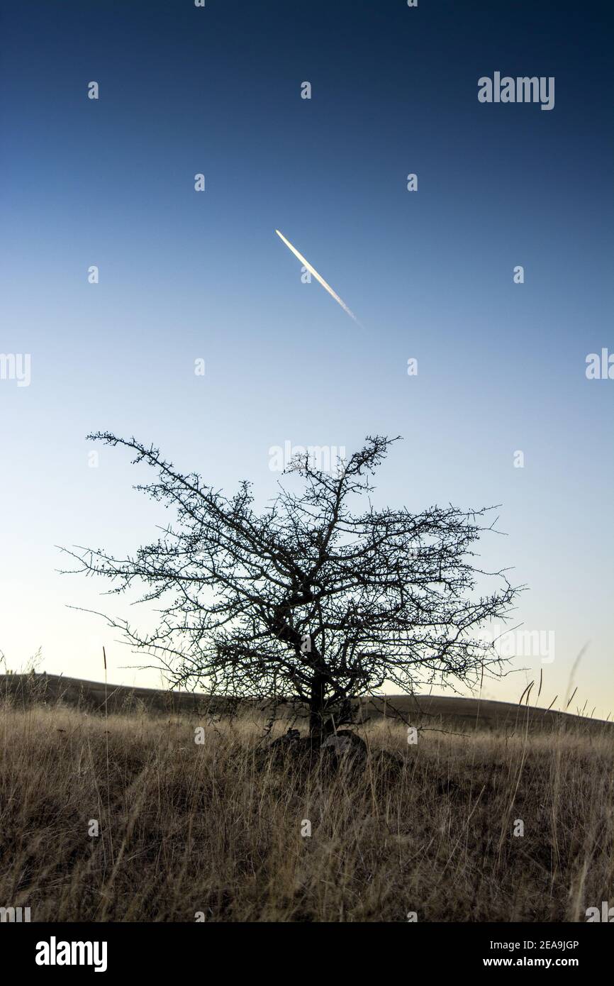 Desert airplane tree hi-res stock photography and images - Alamy