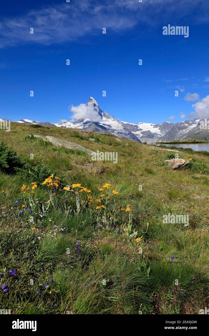 Beautiful flowers in the swiss alps and Matterhorn mountain and ...