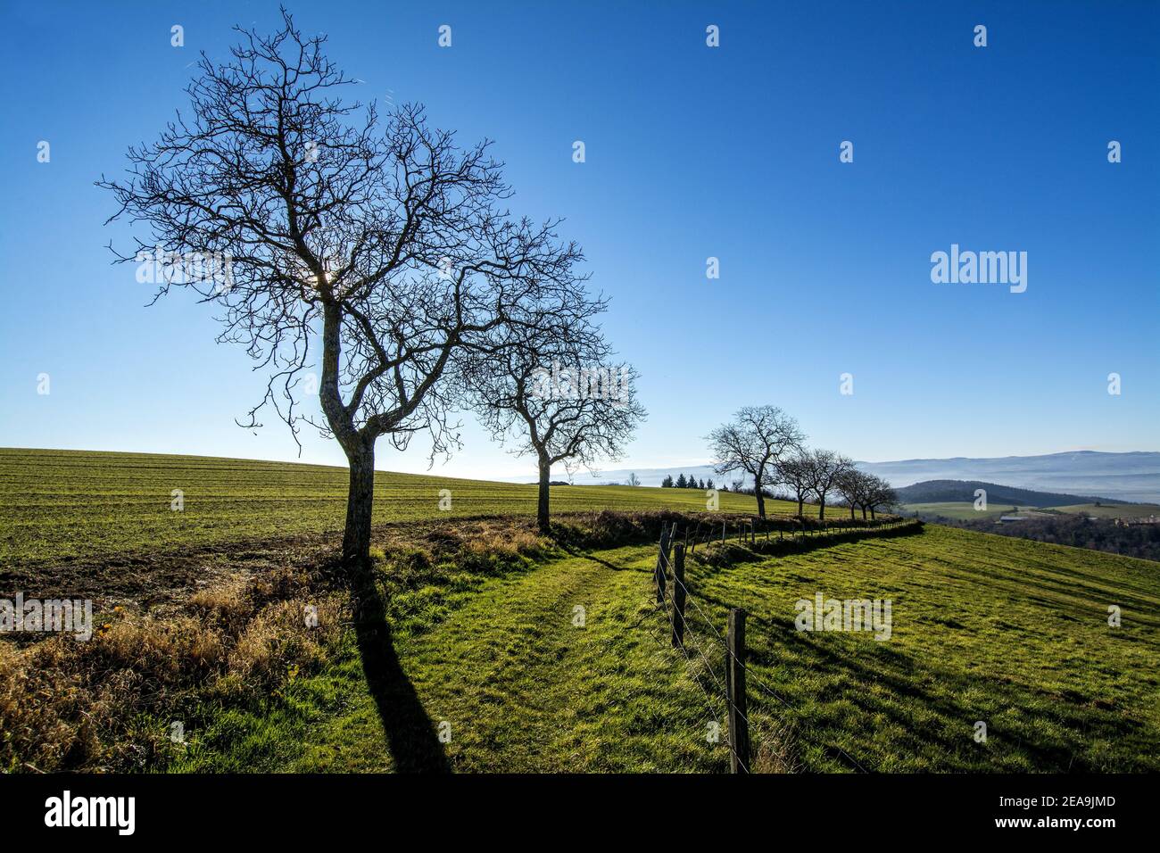 Path with trees in Auvergne Rhone Alpes, France Stock Photo - Alamy
