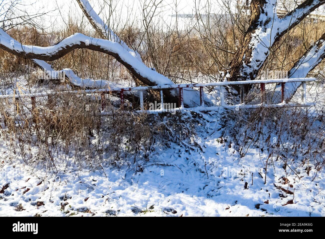 Fallen ladder in a forest covered with snow Stock Photo - Alamy