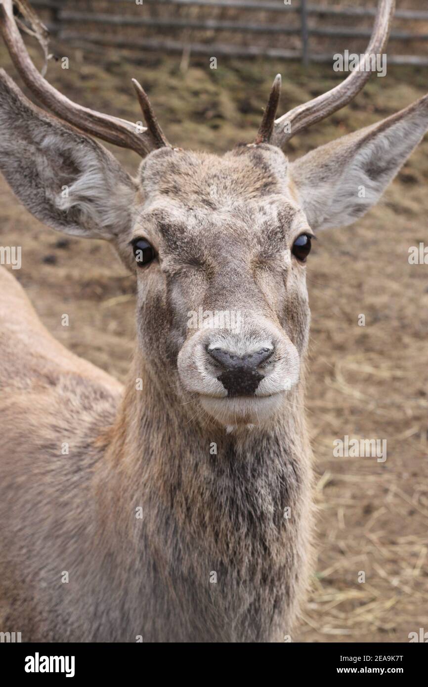 Portrait of a Bactrian deer in a farm field at daytime with a blurry ...