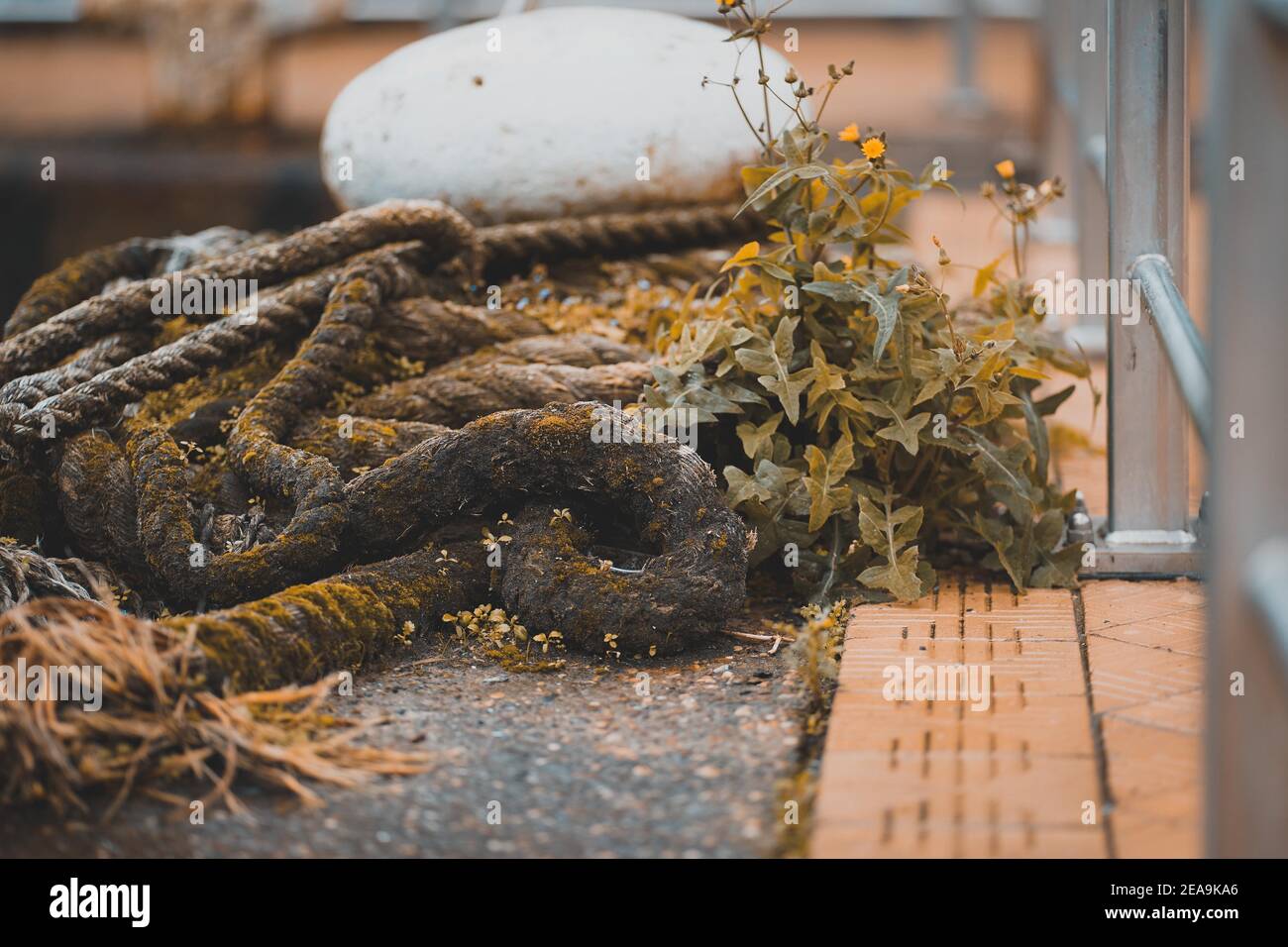 Old worn moss-covered rope on the ground Stock Photo - Alamy