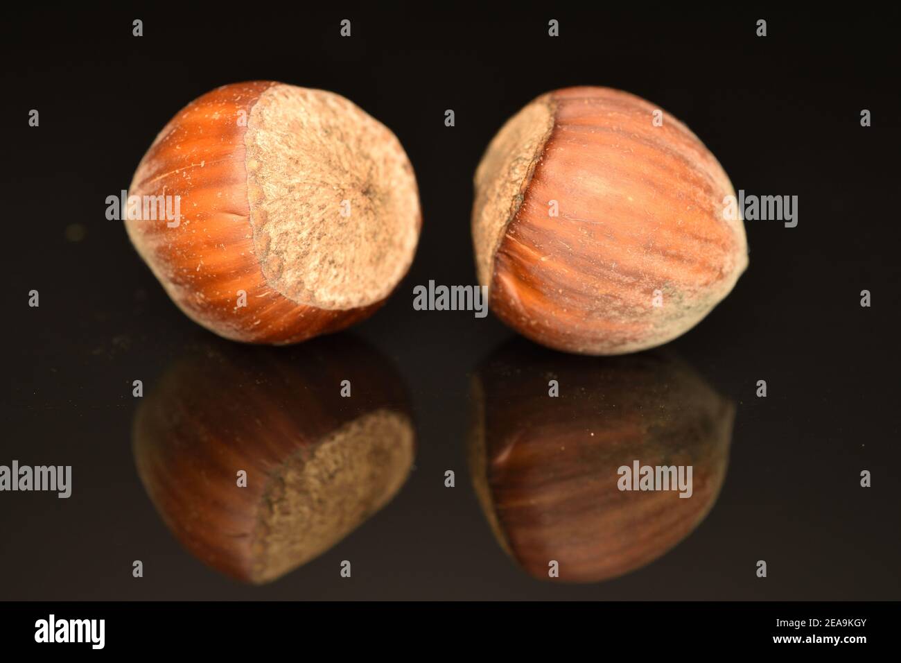Two whole ripe organic natural hazelnuts, close-up, on a black ...