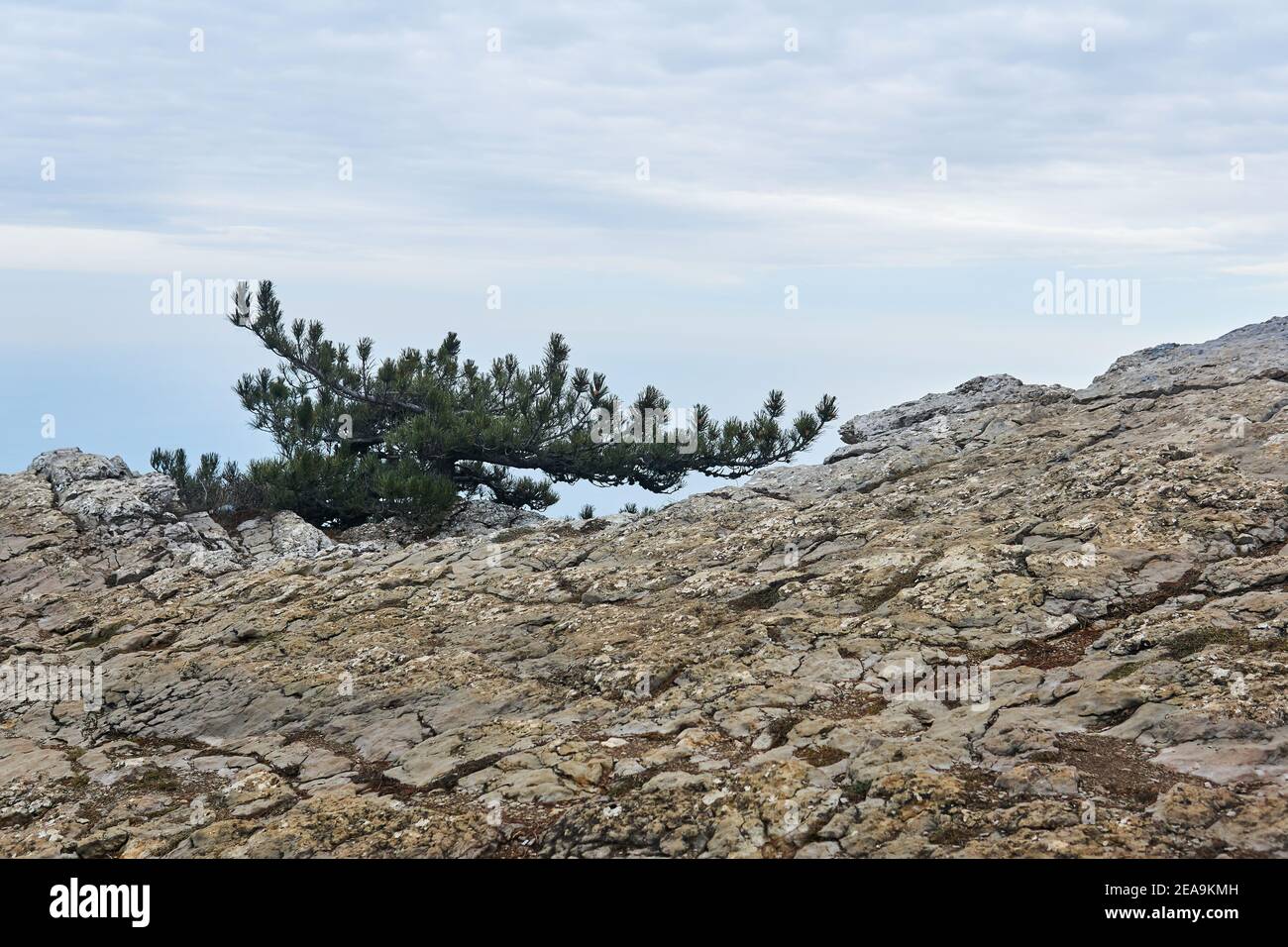 Crooked pine tree hi-res stock photography and images - Alamy