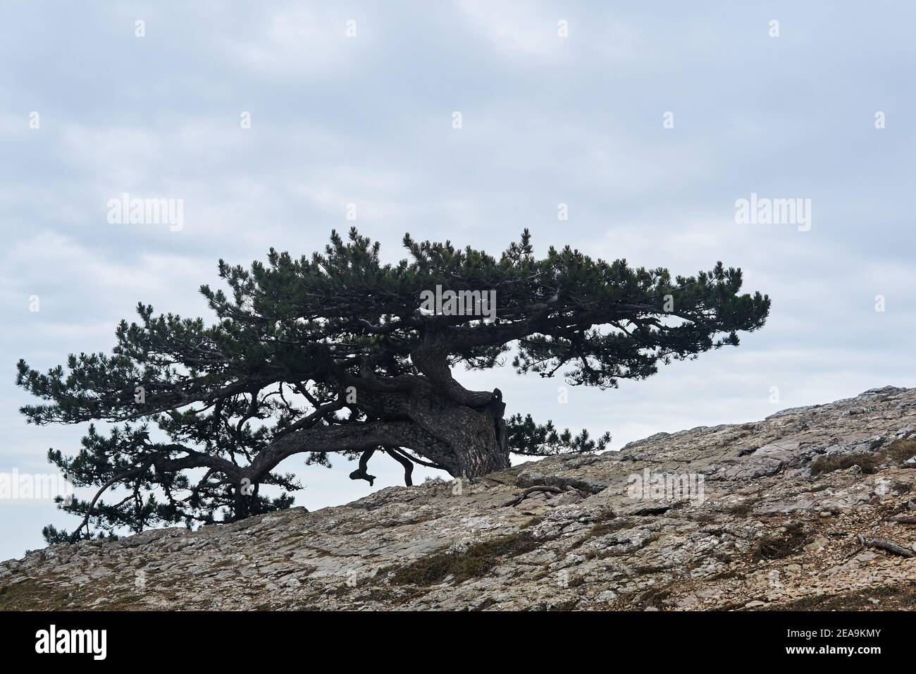 bizarre crooked pine tree grows on a rock at the edge of a precipice ...