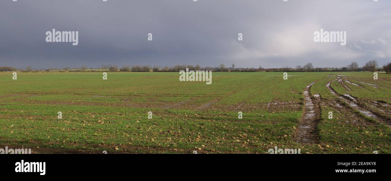 View across muddy English field in winter with tyre or tractor tracks ...