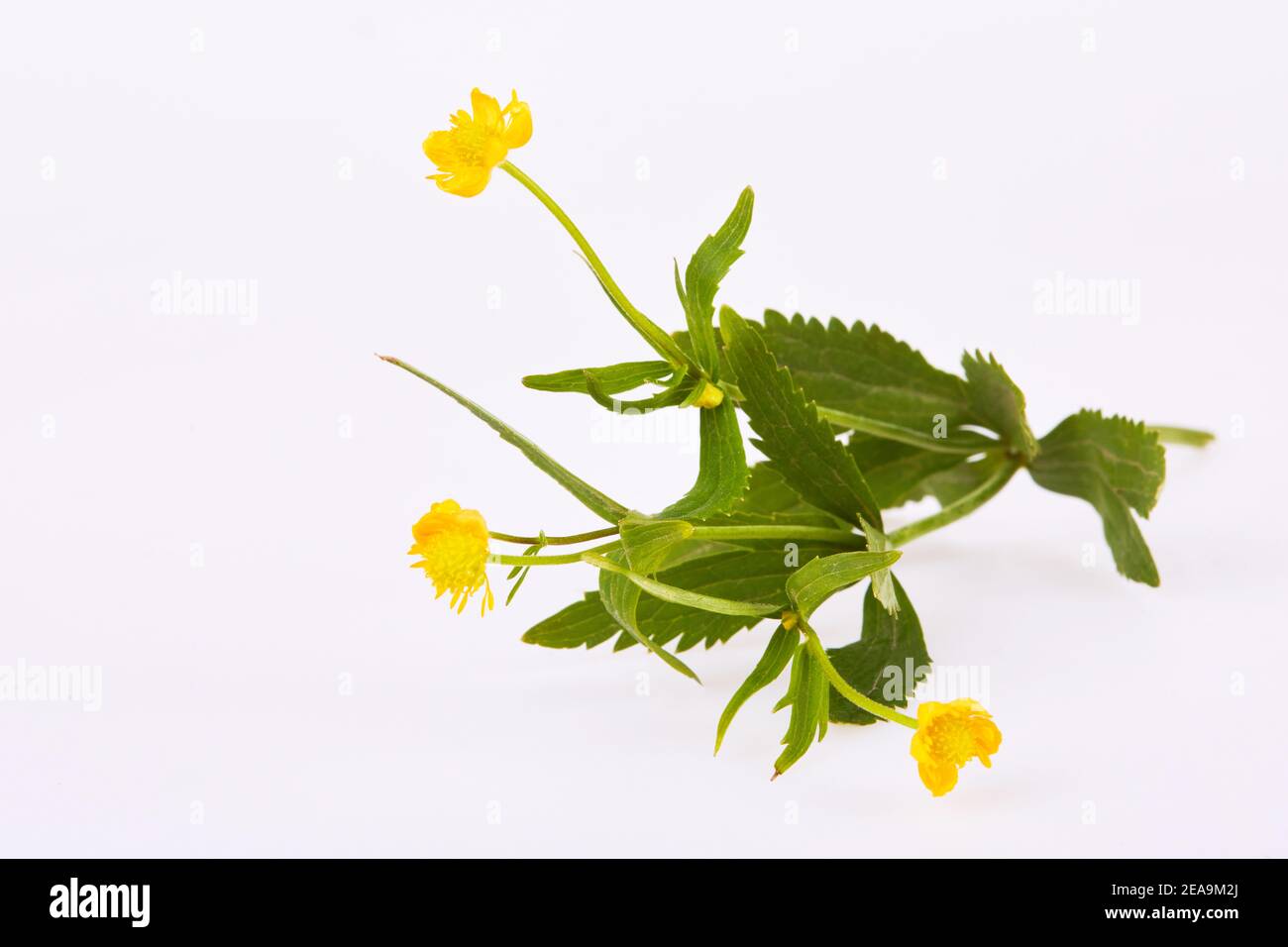 Wood avens (Geum urbanum), or herb Bennet, Colewort, medicinal plant on ...