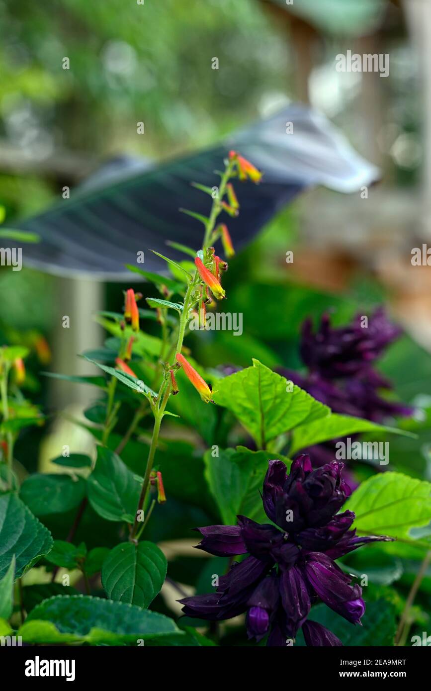Red cuphea hi-res stock photography and images - Alamy