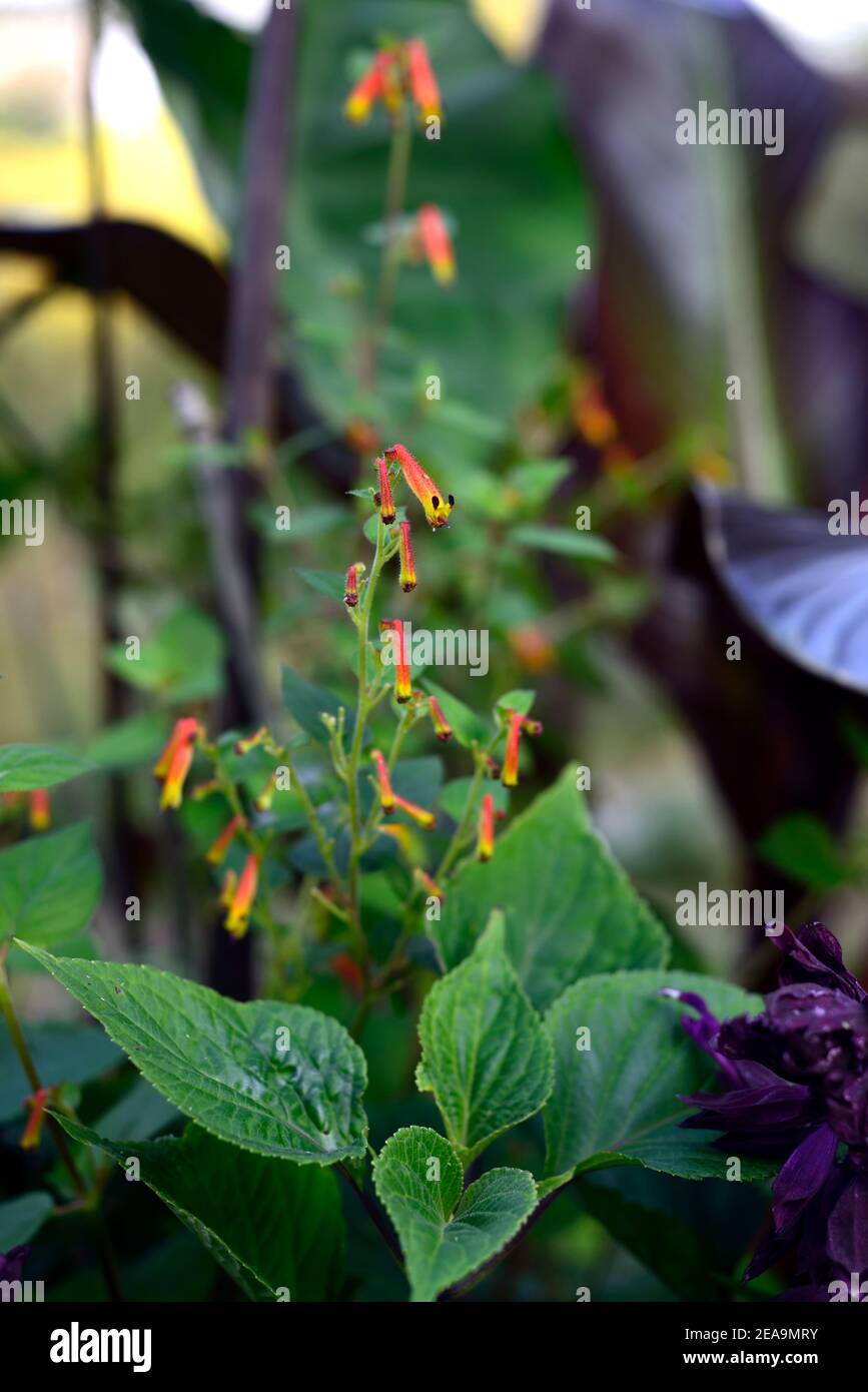 Red cuphea hi-res stock photography and images - Alamy