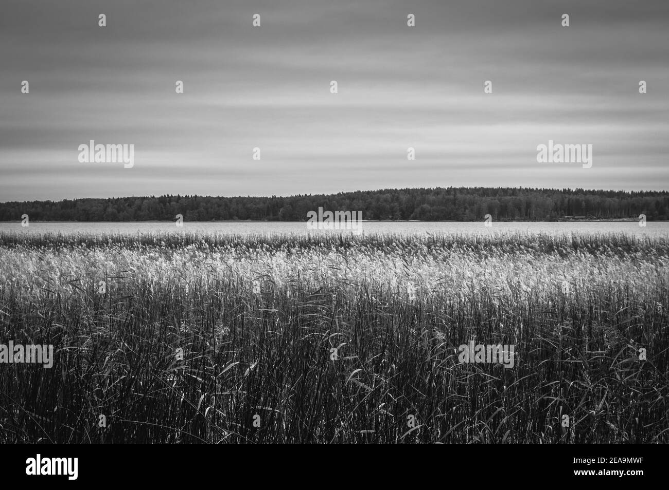 See reeds under water Black and White Stock Photos & Images - Alamy