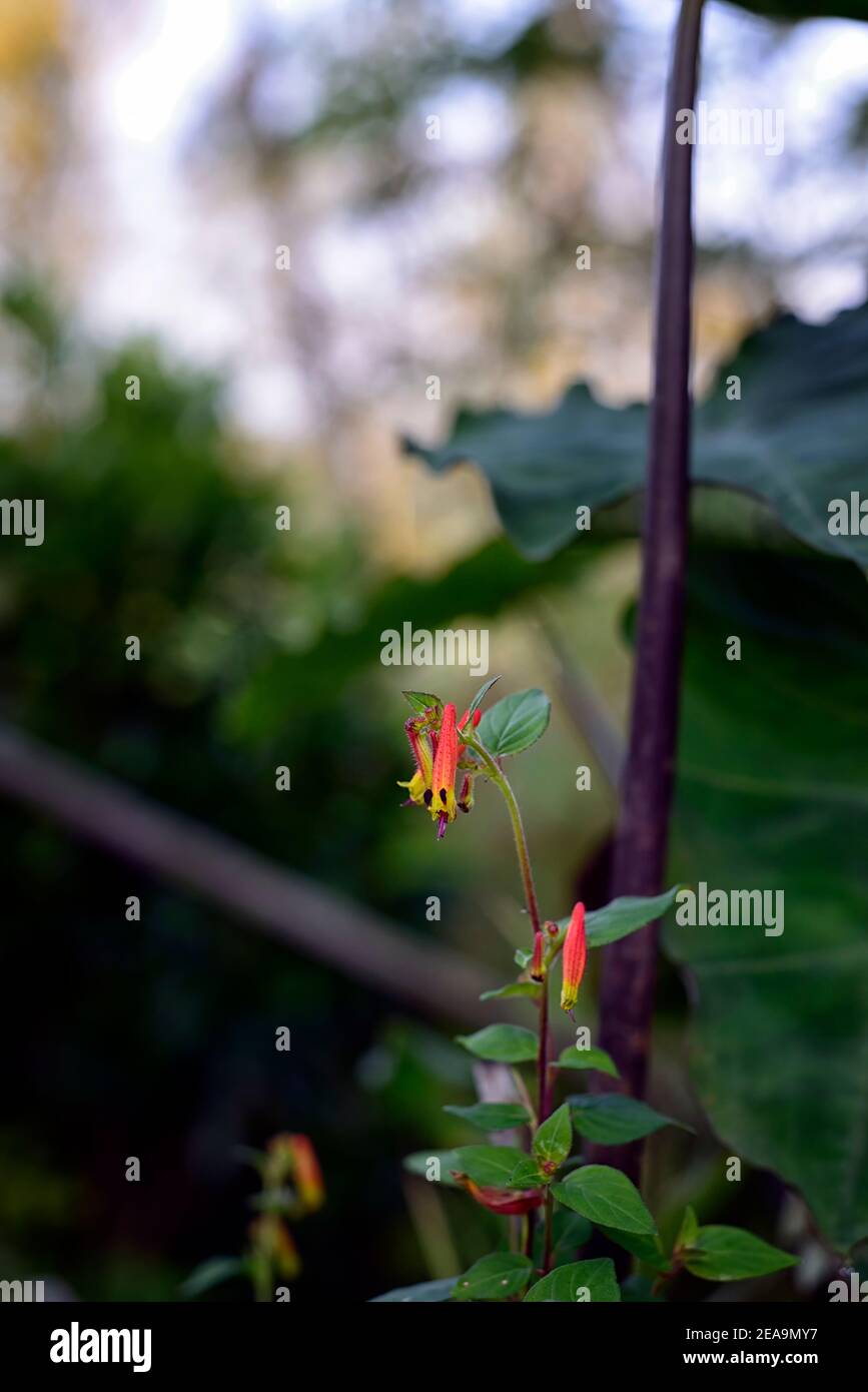 Red cuphea hi-res stock photography and images - Alamy