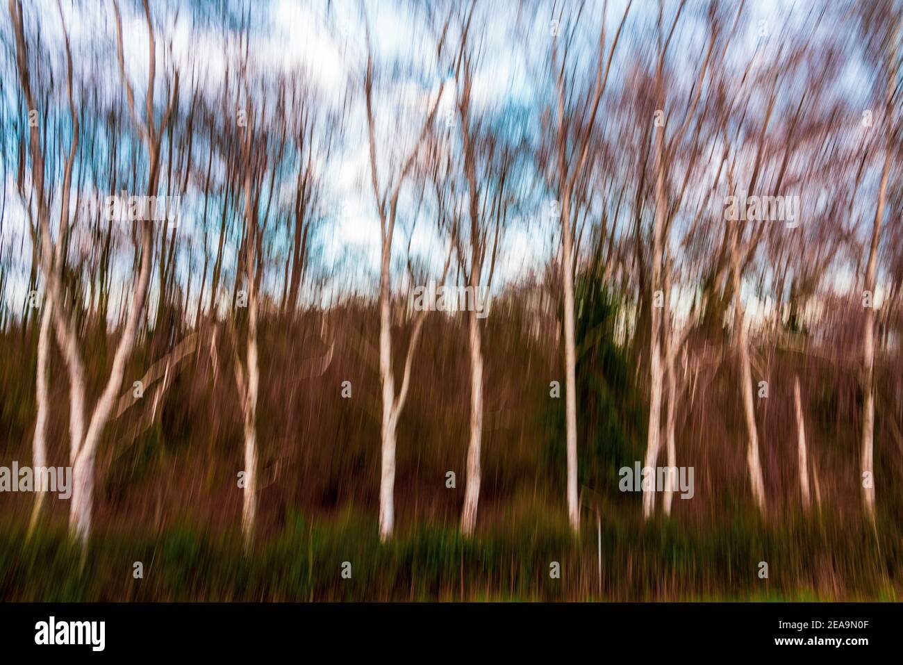 Birch forest photographed with wiped effect Stock Photo - Alamy