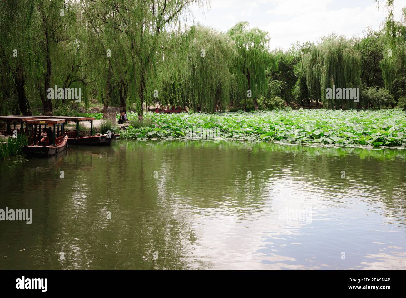 Boats floating lake surrounded by willow trees Stock Photo - Alamy
