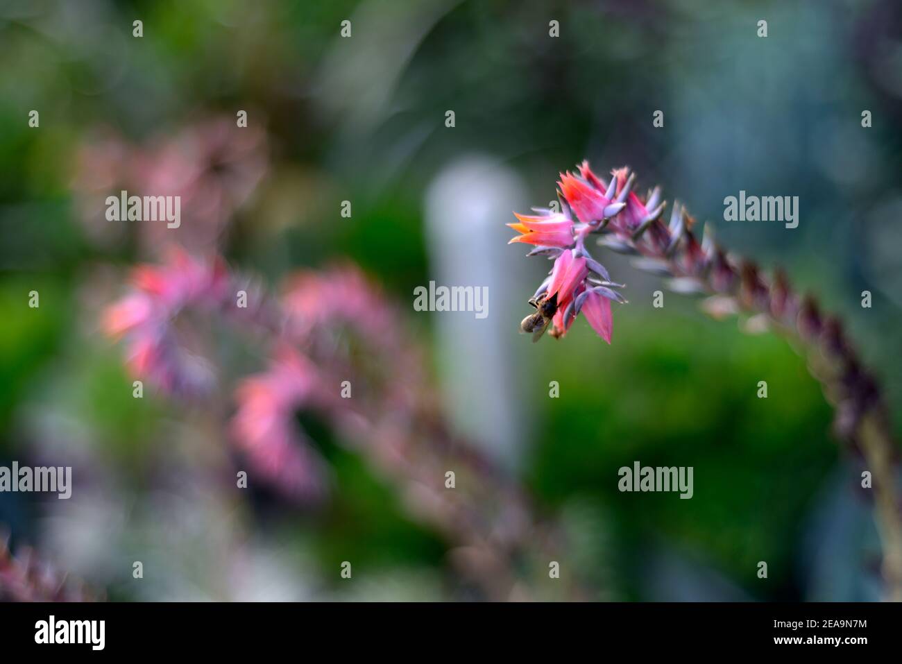 bee feeding on flower of echeveria curly locks,echeveria curly locks ...