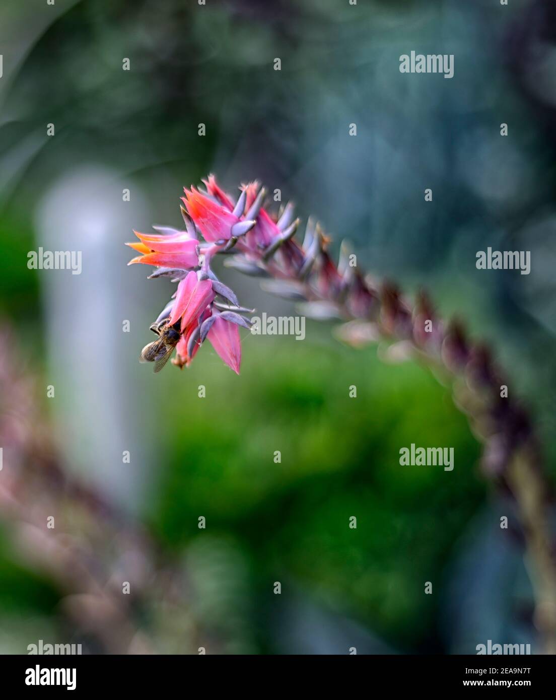 bee feeding on flower of echeveria curly locks,echeveria curly locks ...