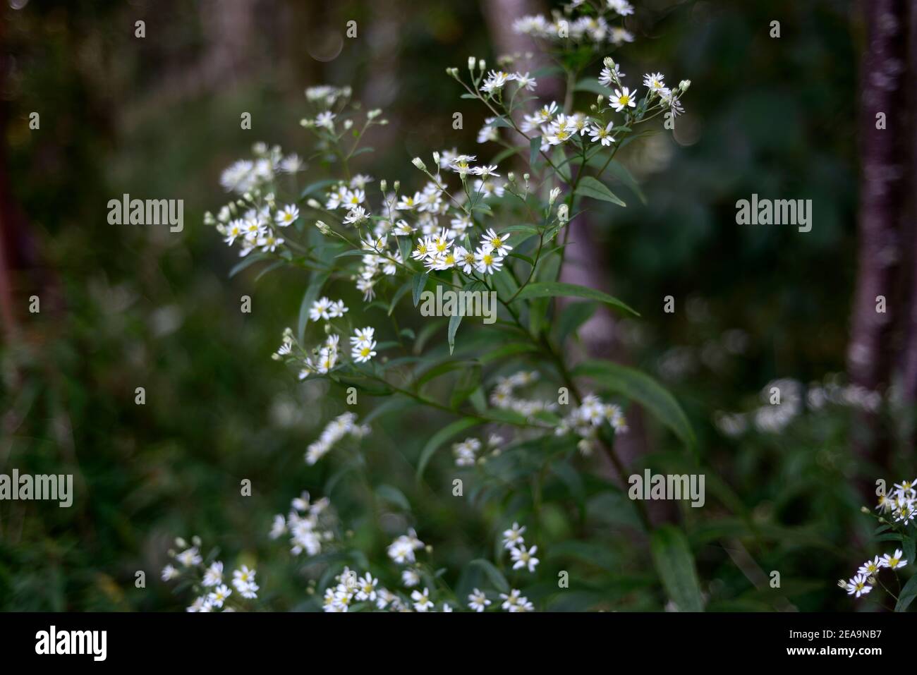 Eurybia divaricata,Aster divaricatus,white wood aster,whute flowers ...