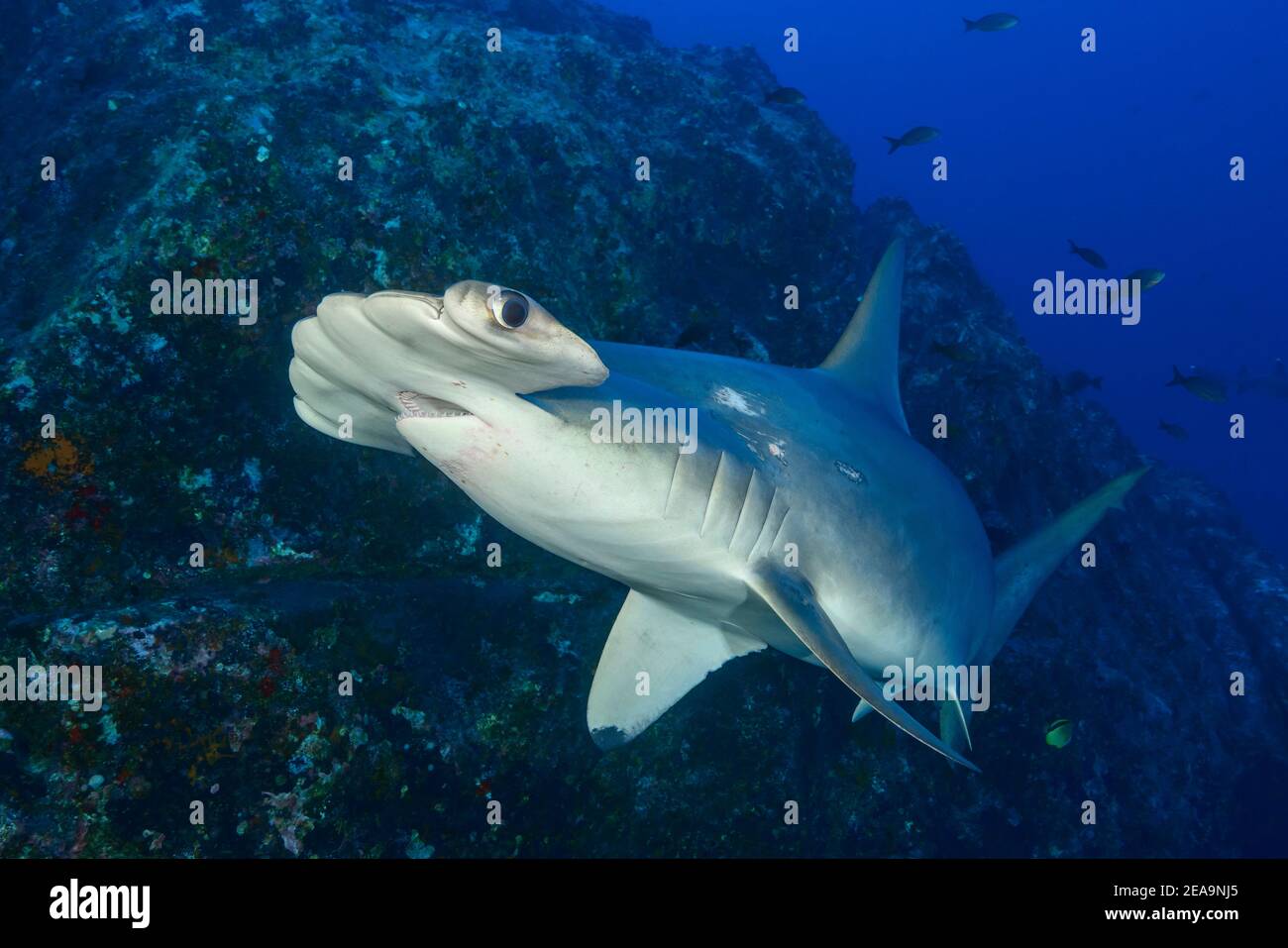 Arched hammerhead shark (Sphyrna lewini), Cocos Island, Costa Rica ...