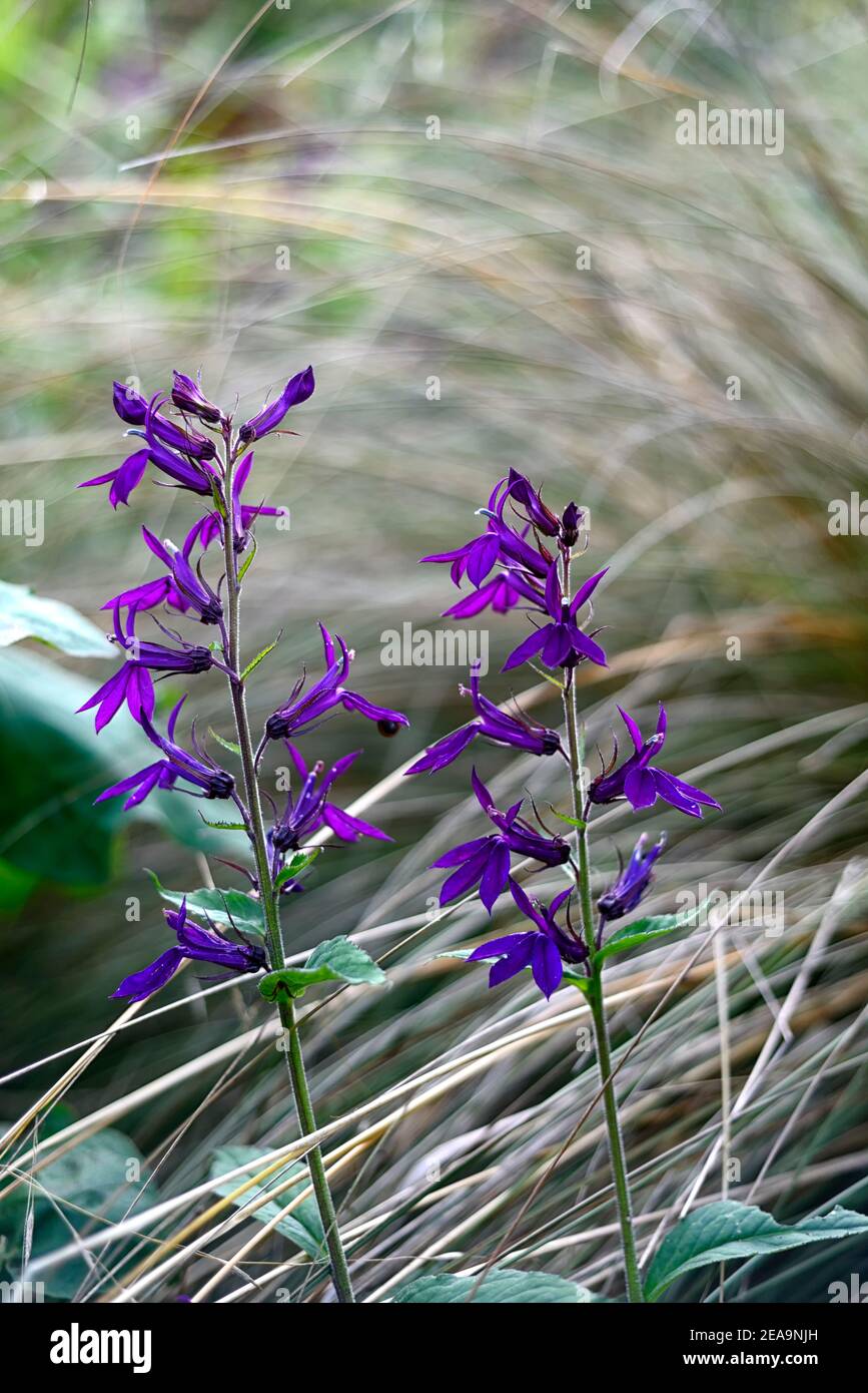 Mixed lobelias hi-res stock photography and images - Alamy