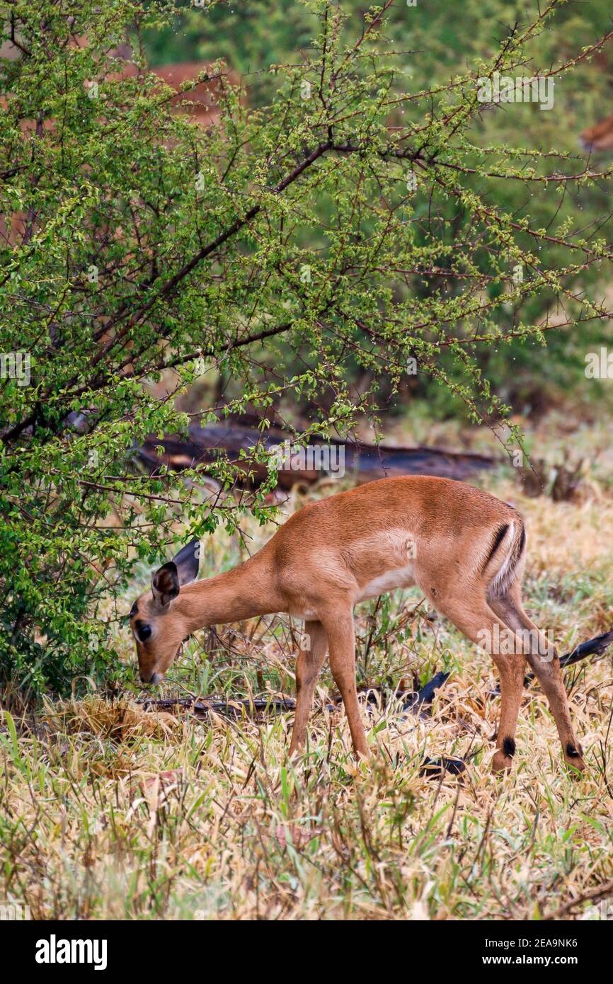 Single young antelope in african kruger national park feeding on ground ...