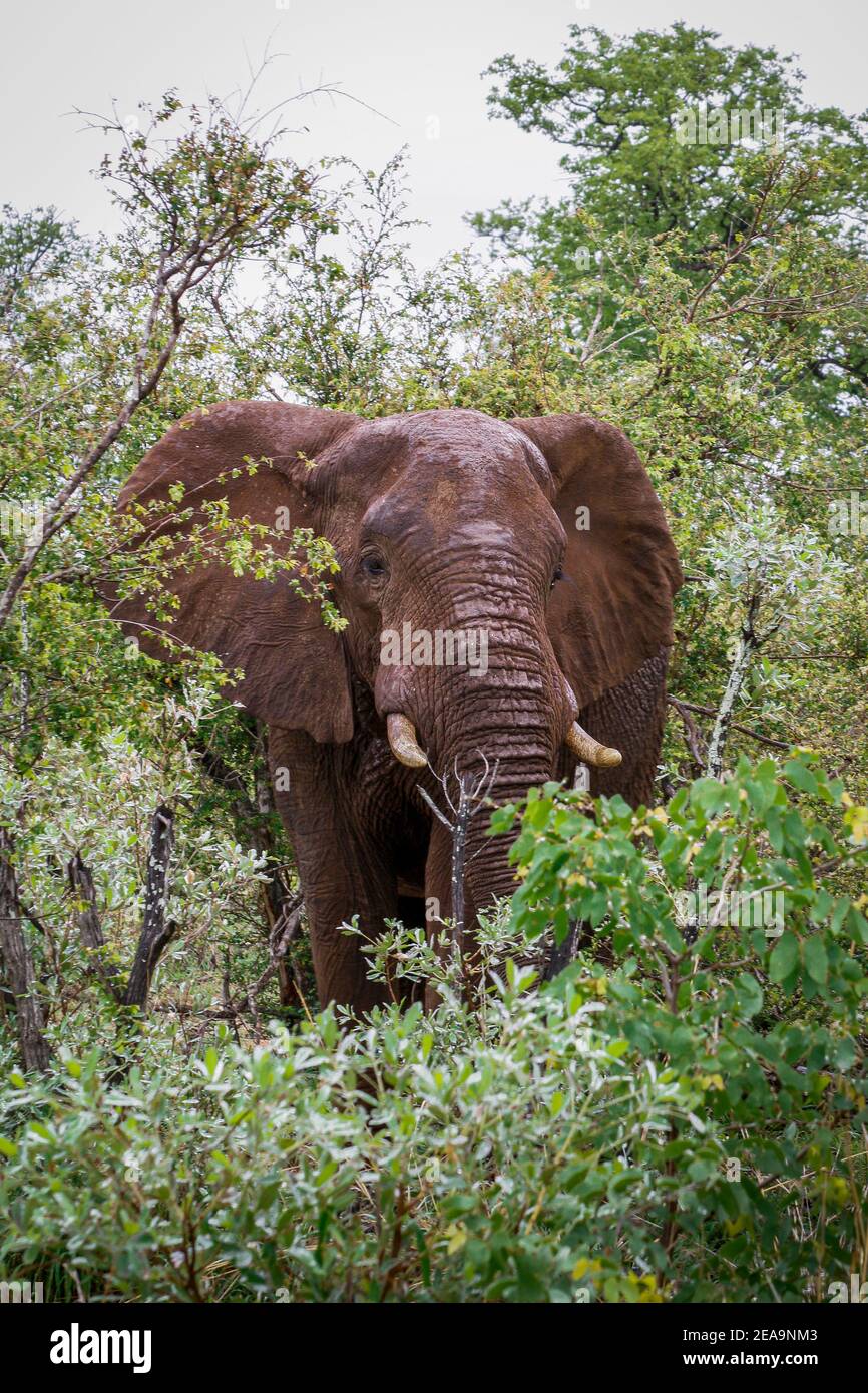 Big brown african elephant walking trough dense bush, frontview, Kruger ...