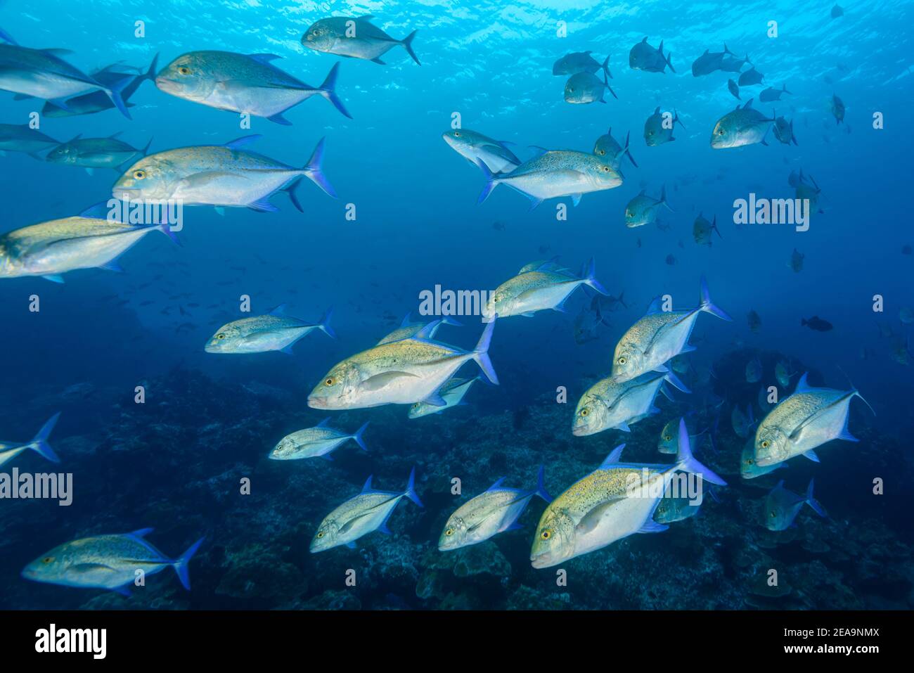 Bluefin jacks (Caranx melampygus), school of fish, Cocos Island, Costa ...